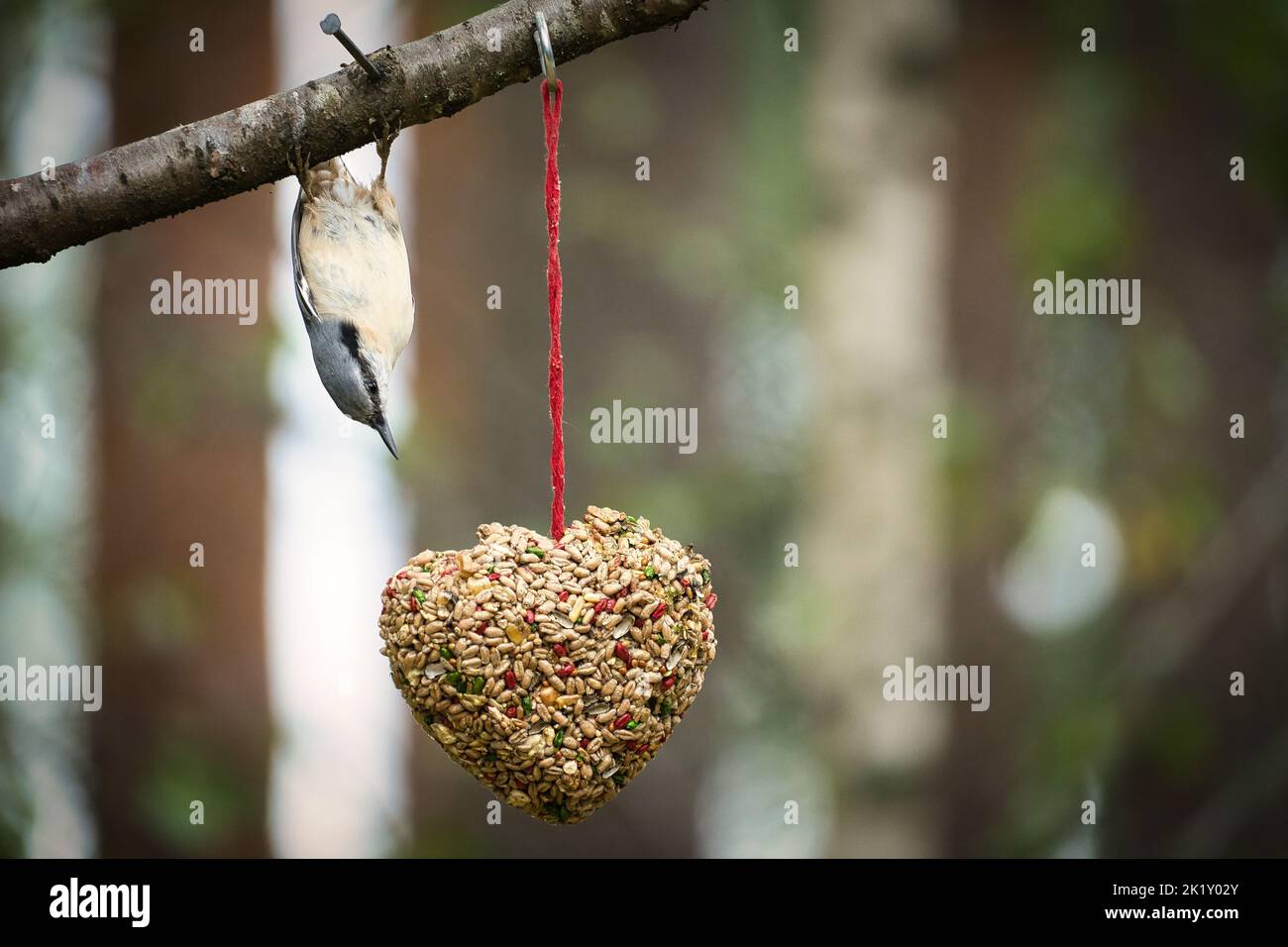 Nuthatch, observed at a feeder heart feeding in the forest. Small gray ...