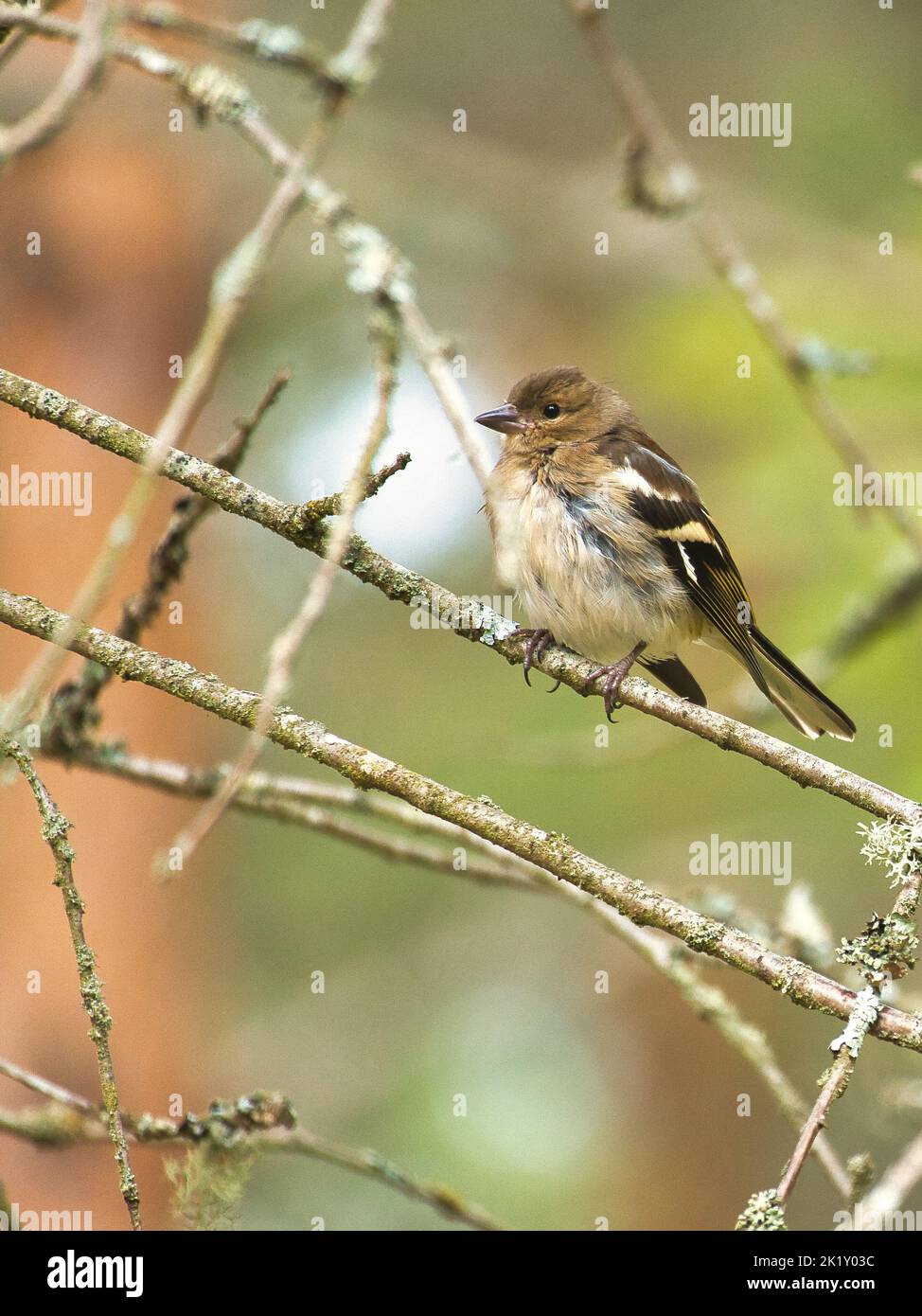 Chaffinch young on a branch in the forest. Brown, gray, green plumage ...