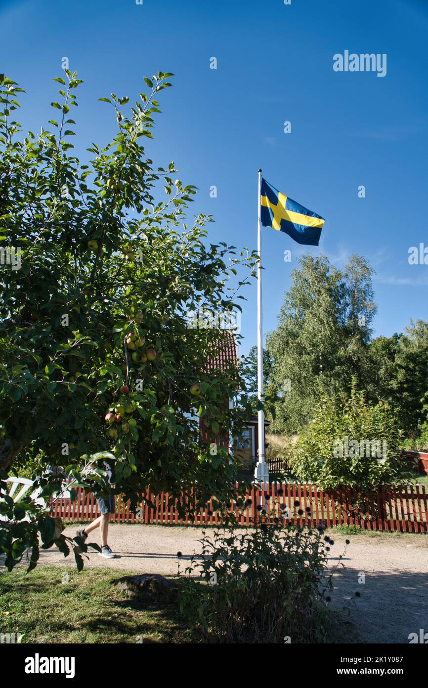 Sweden flag on flagpole on a farm in front of a tree in Smalland. The ...