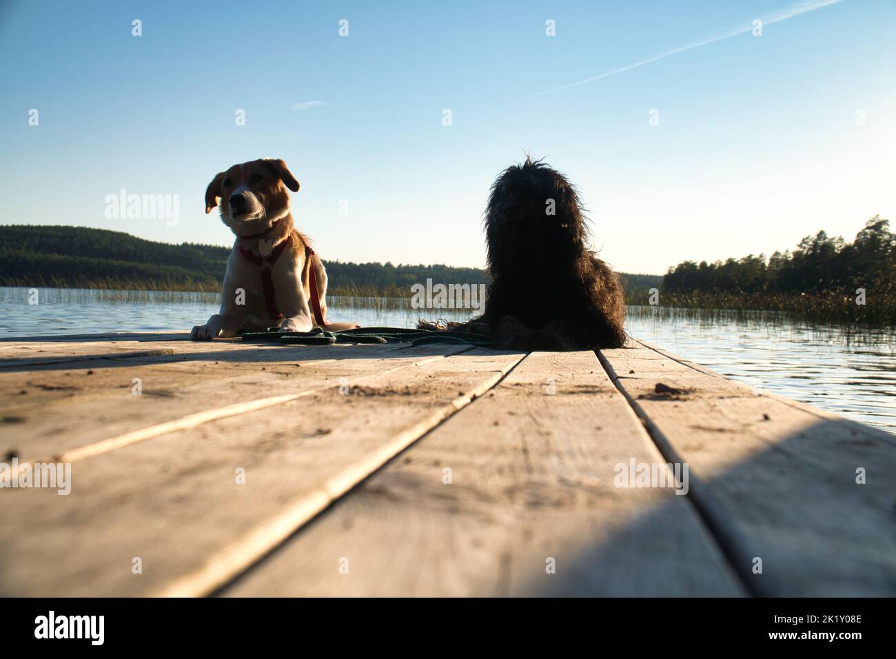 Dog lovers lying on a jetty and looking at the lake in Sweden ...