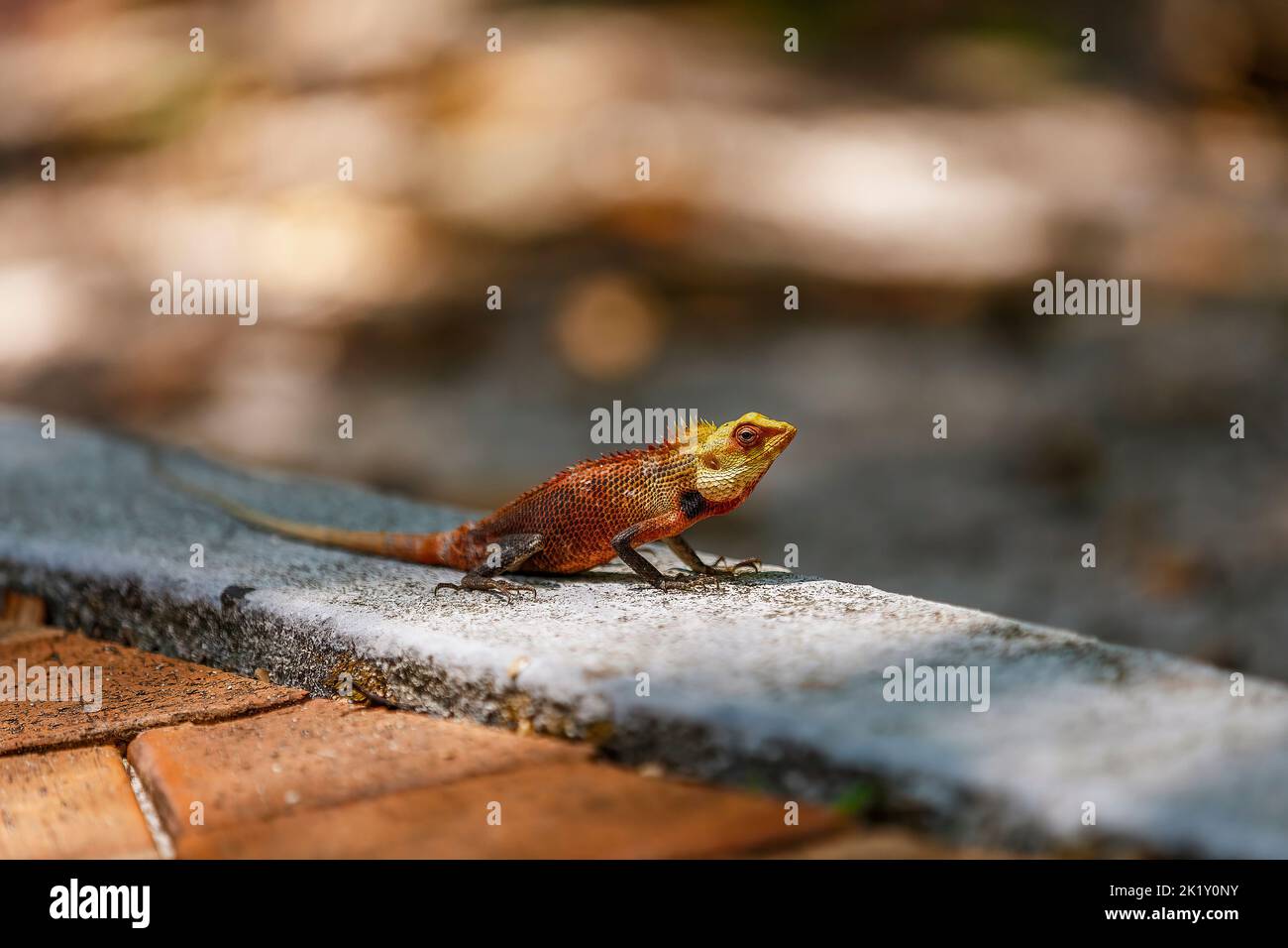 image of a beautifully colored gecko specimen in a blurred background ...