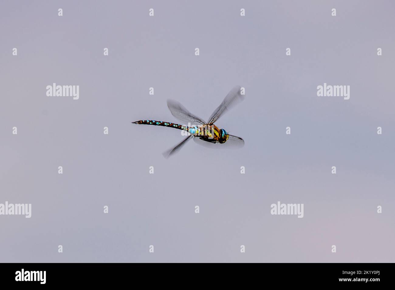 dragonfly in flight isolated on the sky Stock Photo - Alamy