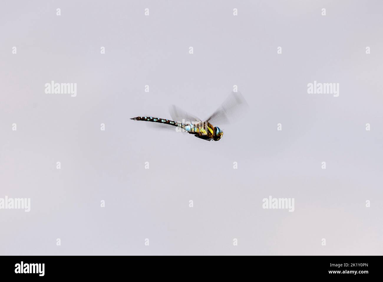 Dragonfly in flight isolated hi-res stock photography and images - Alamy