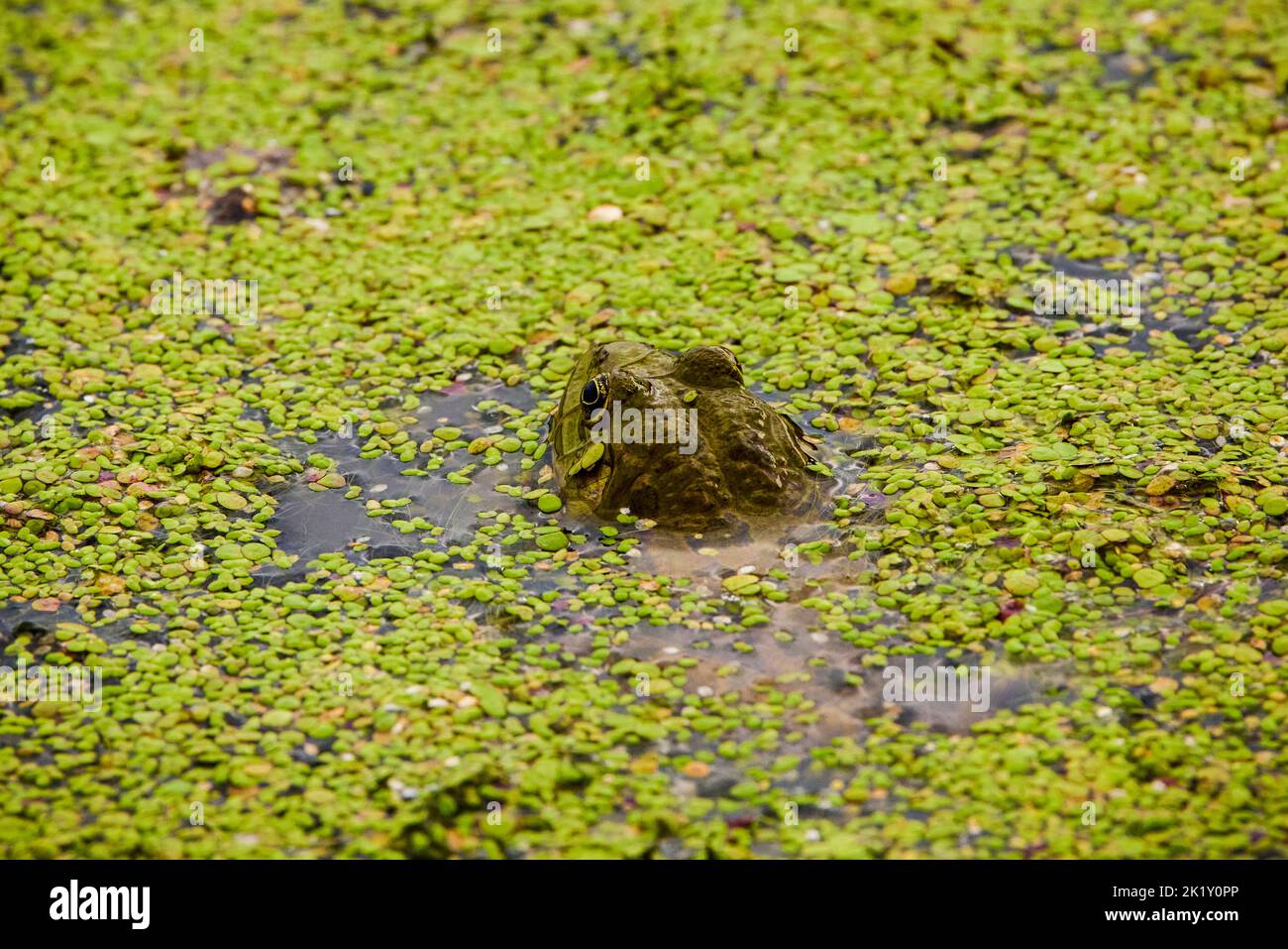 Frog eyes above water hi-res stock photography and images - Alamy