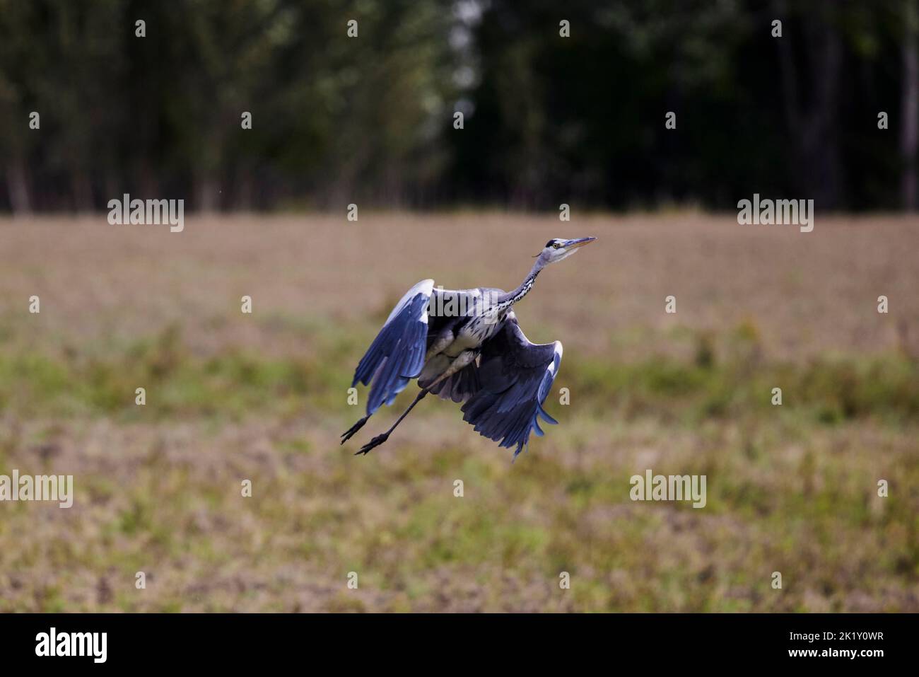 Great white herron hi-res stock photography and images - Alamy