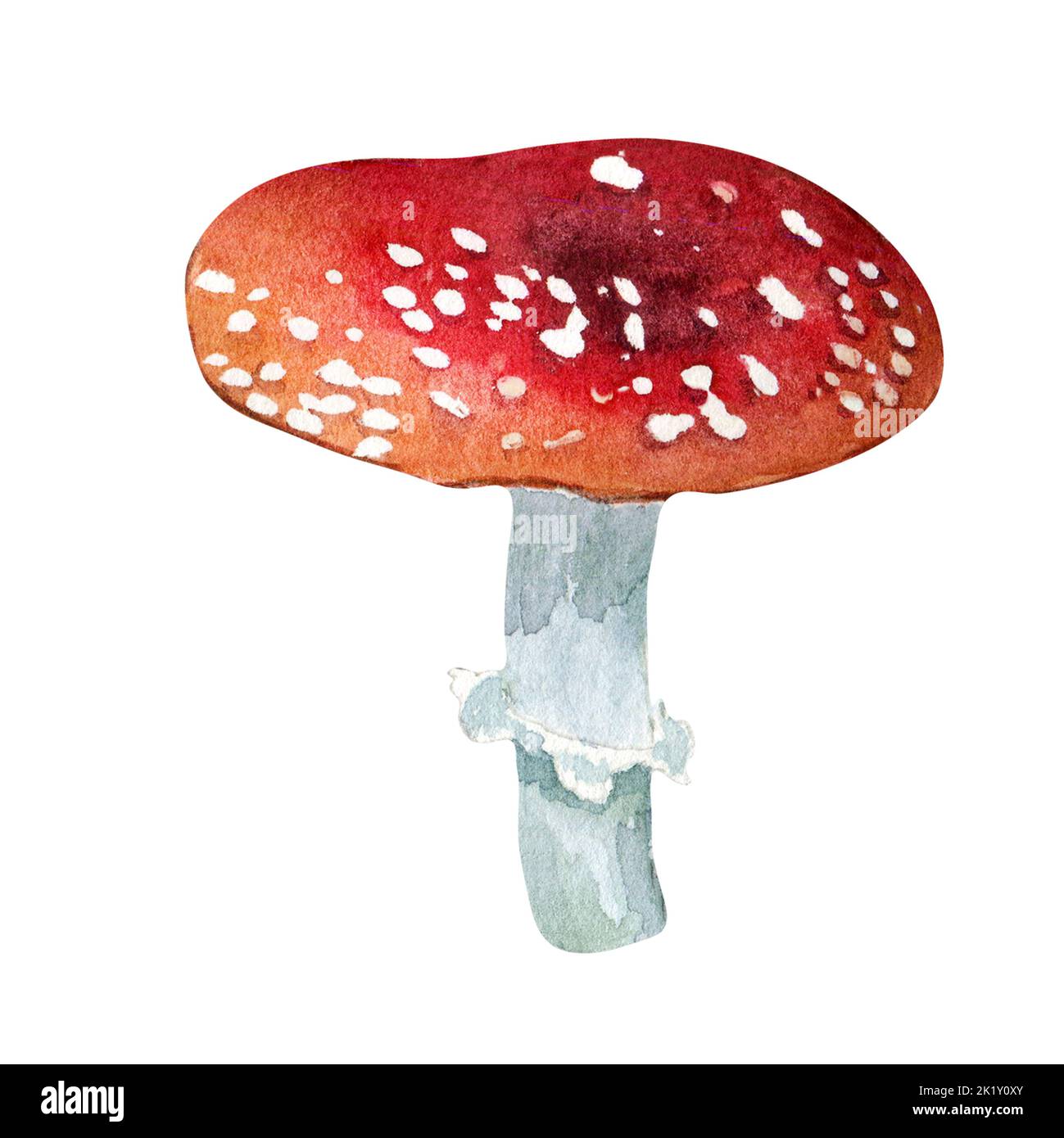 Red fly agaric, toadstool watercolor illustration isolated on white ...