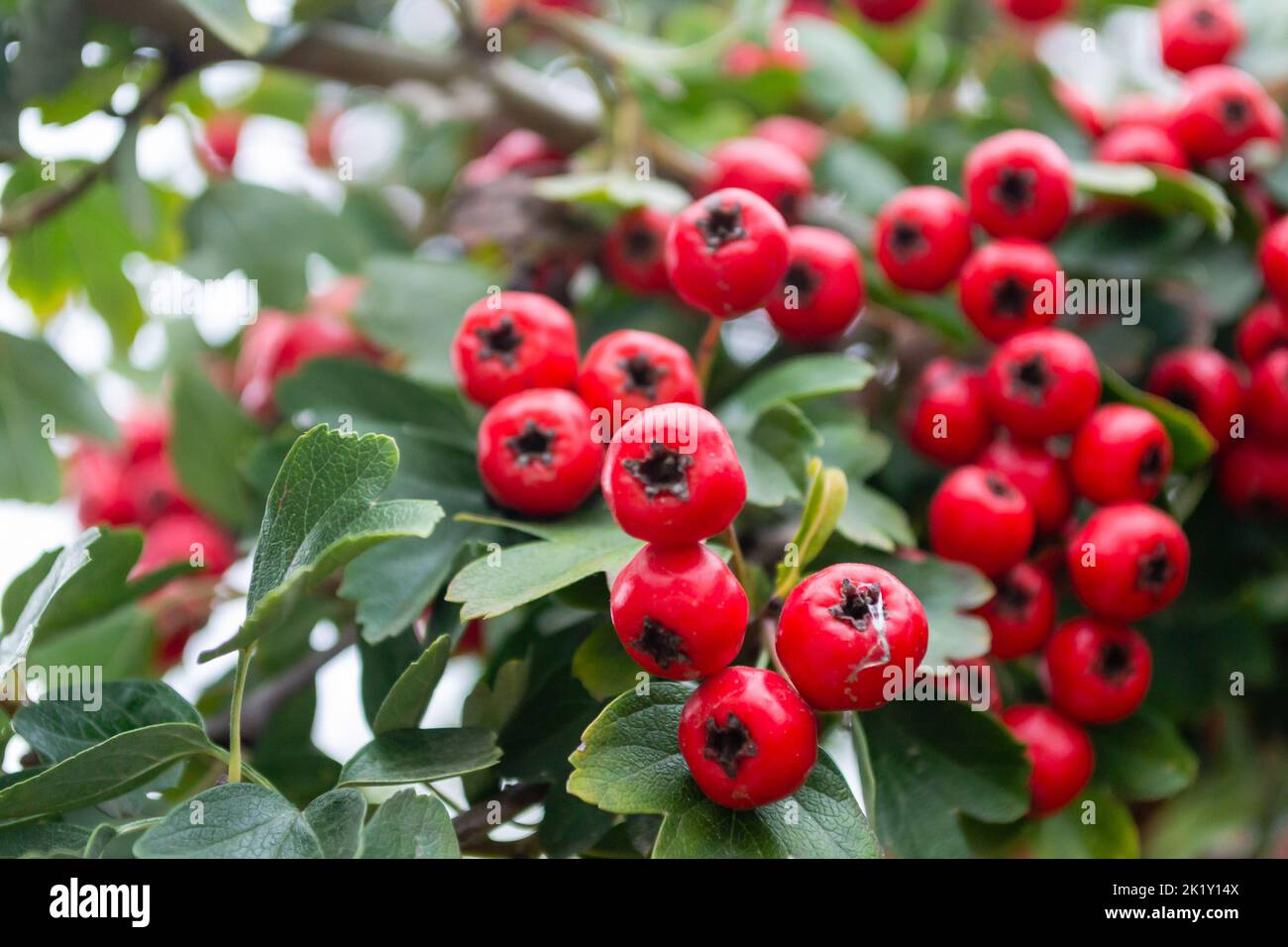 Crataegus monogyna tree with so many fruits. Crataegus coccinea healthy ...