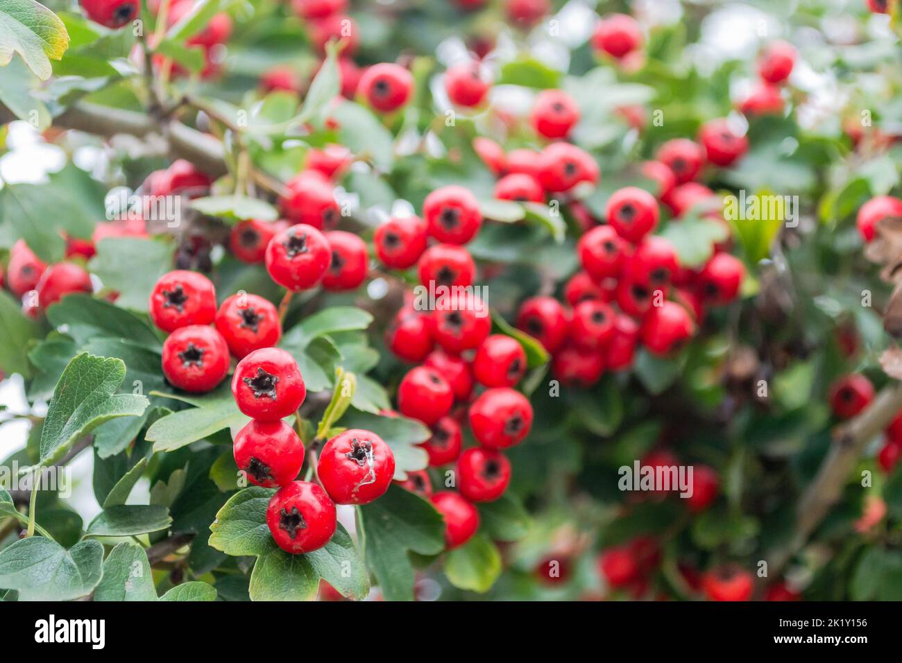 Crataegus monogyna tree with so many fruits. Crataegus coccinea healthy ...