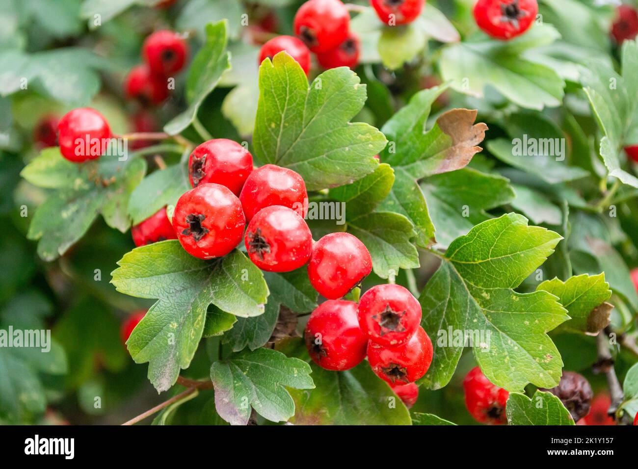 Crataegus monogyna tree with so many fruits. Crataegus coccinea healthy ...