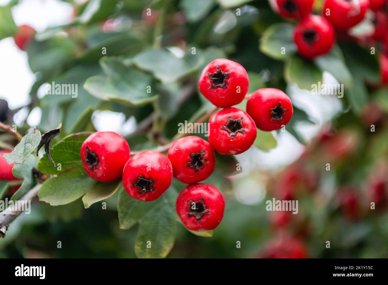 Crataegus monogyna tree with so many fruits. Crataegus coccinea healthy ...