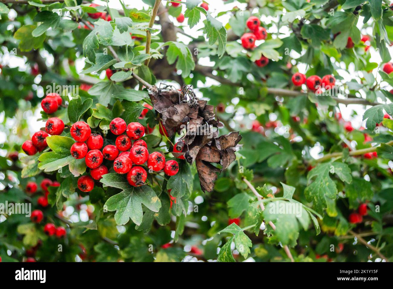 Crataegus monogyna tree with so many fruits. Crataegus coccinea healthy ...