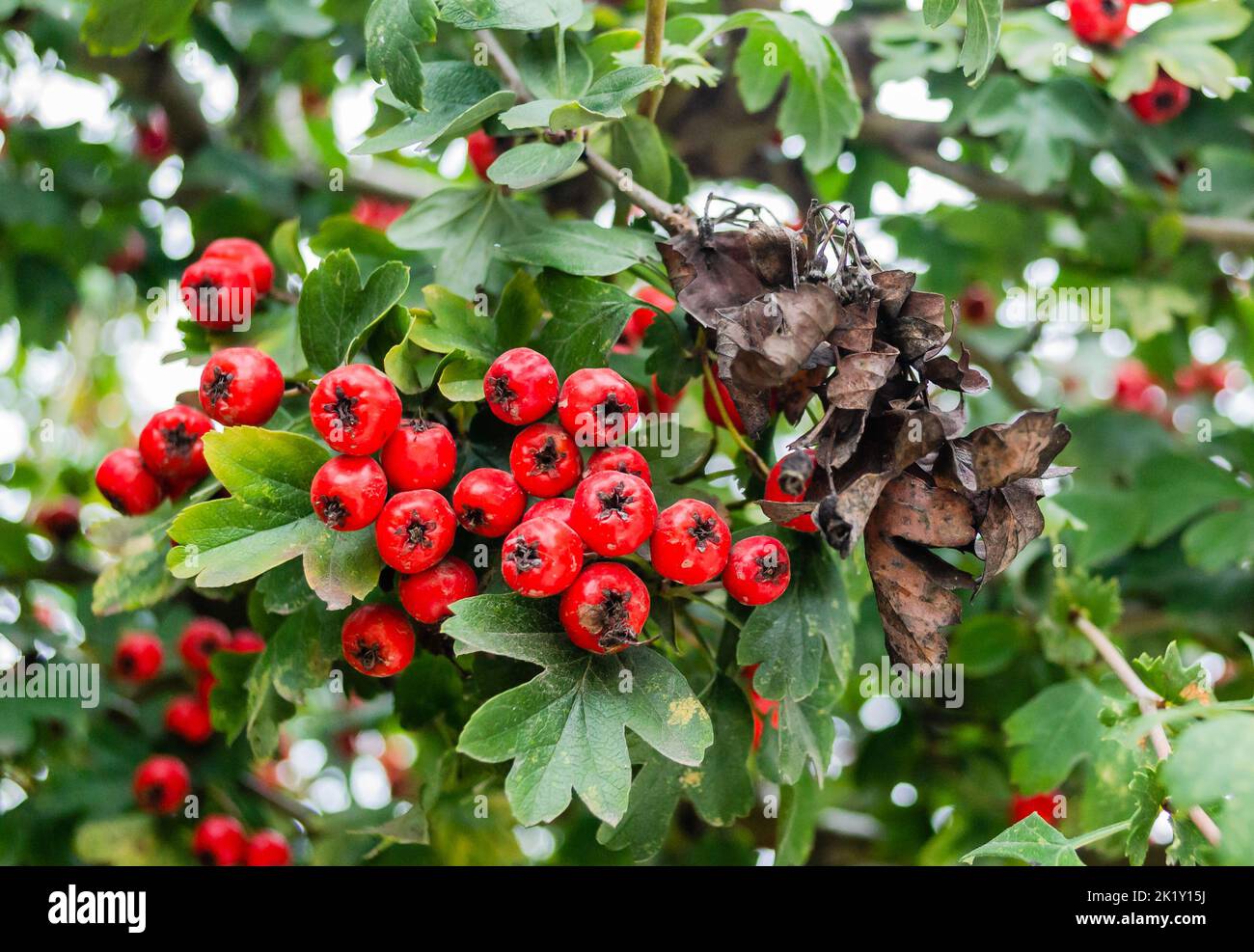 Crataegus monogyna tree with so many fruits. Crataegus coccinea healthy ...