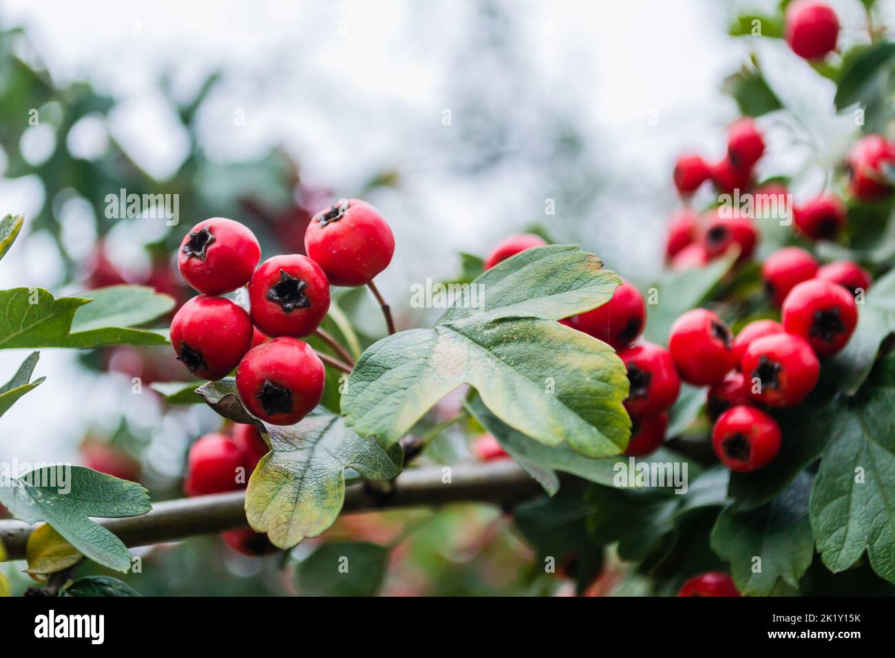 Crataegus monogyna tree with so many fruits. Crataegus coccinea healthy ...