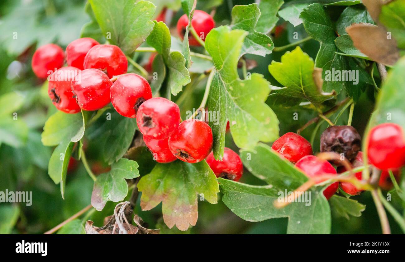 Crataegus monogyna tree with so many fruits. Crataegus coccinea healthy ...