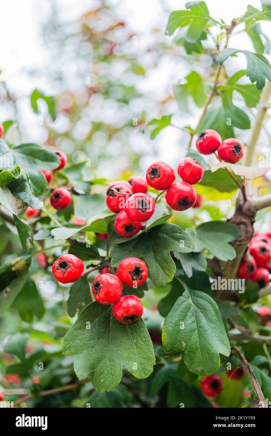 Crataegus monogyna tree with so many fruits. Crataegus coccinea healthy ...