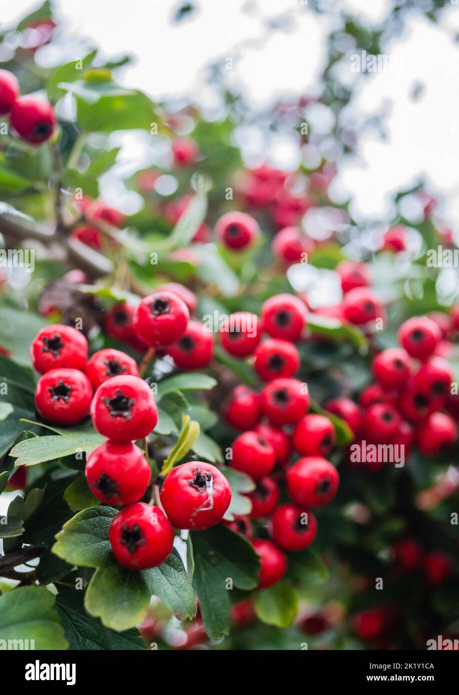 Crataegus monogyna tree with so many fruits. Crataegus coccinea healthy ...