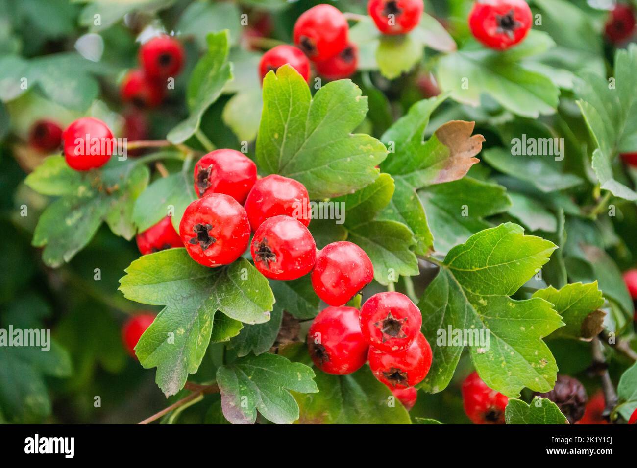 Crataegus monogyna tree with so many fruits. Crataegus coccinea healthy ...
