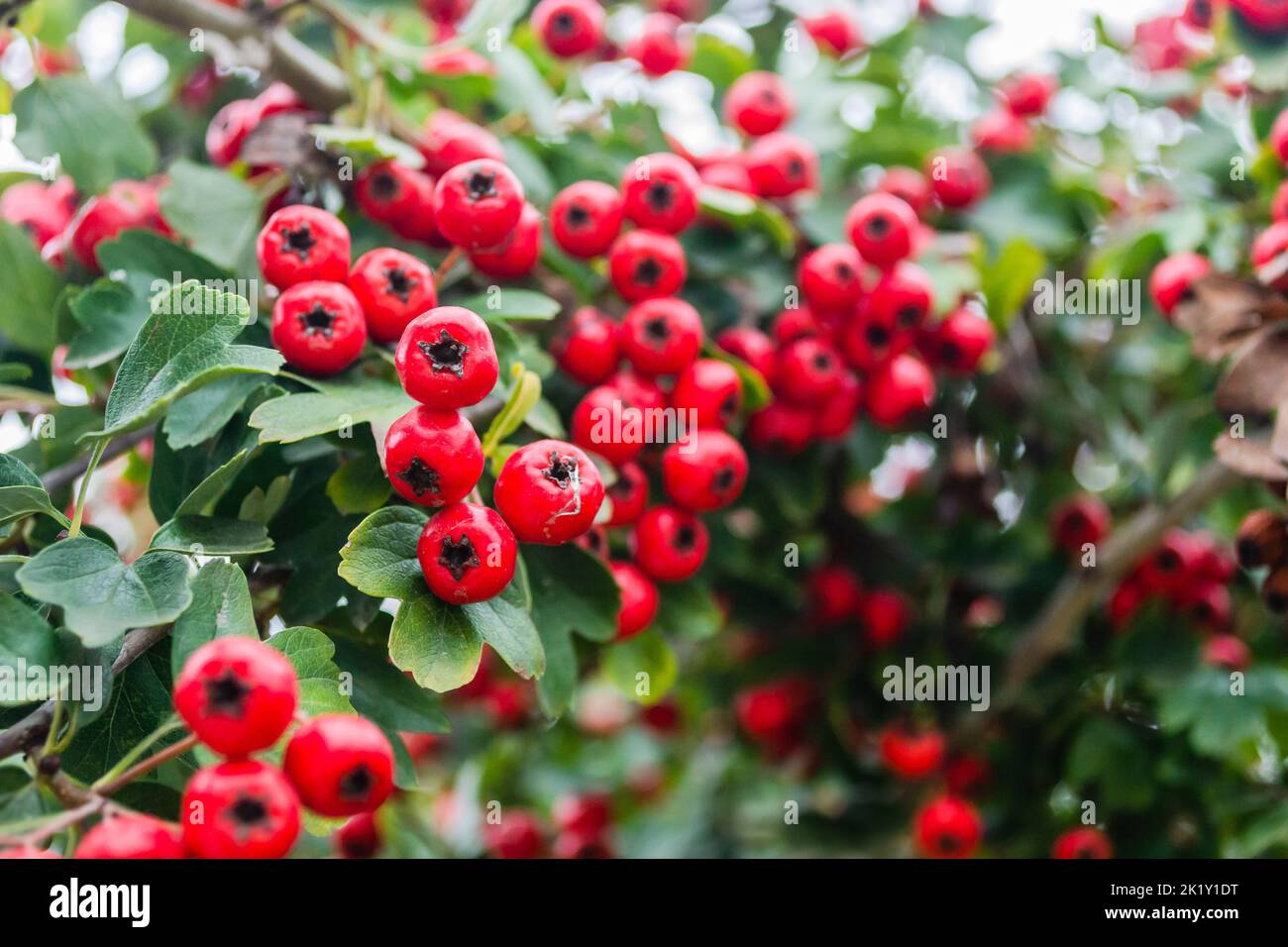 Crataegus monogyna tree with so many fruits. Crataegus coccinea healthy ...