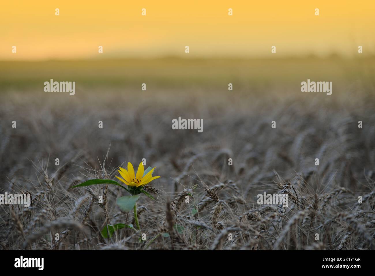 Beautiful Sunflower Field at Sunset.Agricultural Landscape From a ...