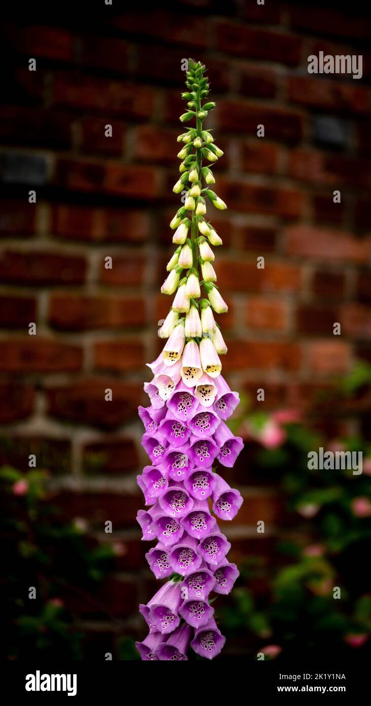 A vertical shot of a digitalis flower growing in the garden Stock Photo ...