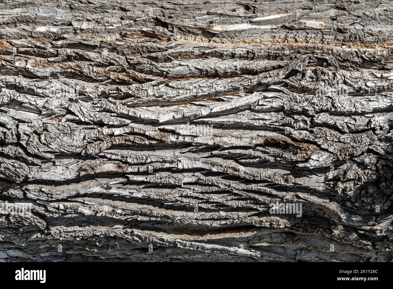 Texture of a dry tree bark of an old tree. Closeup tree bark background ...