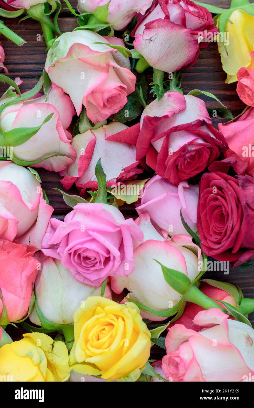 Fresh roses background, a lot vatiety of colors Stock Photo - Alamy