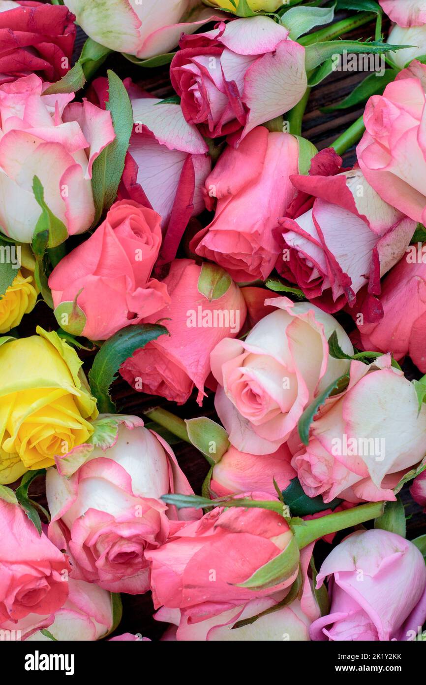 Fresh roses background, a lot vatiety of colors Stock Photo - Alamy