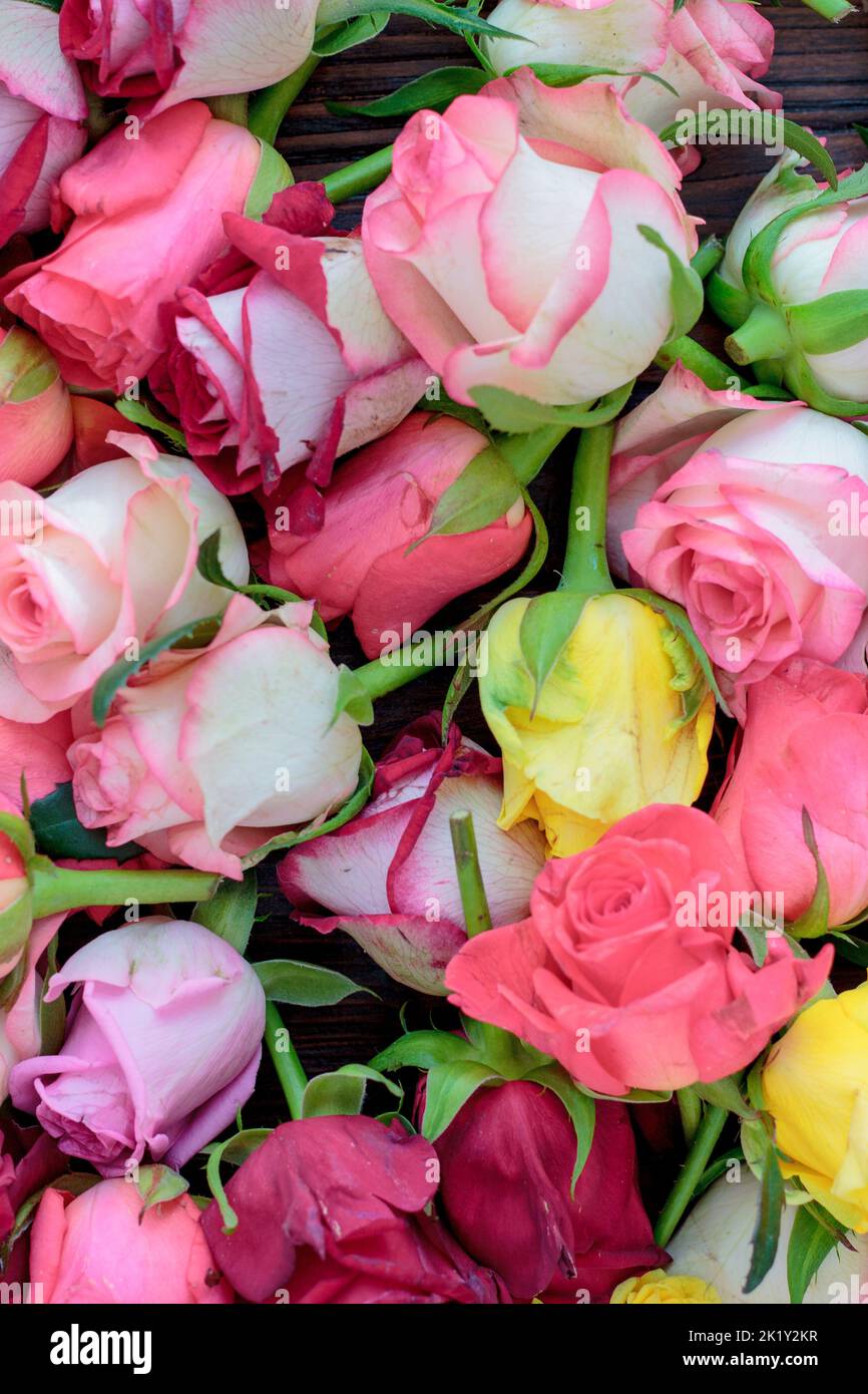 Fresh roses background, a lot vatiety of colors Stock Photo - Alamy