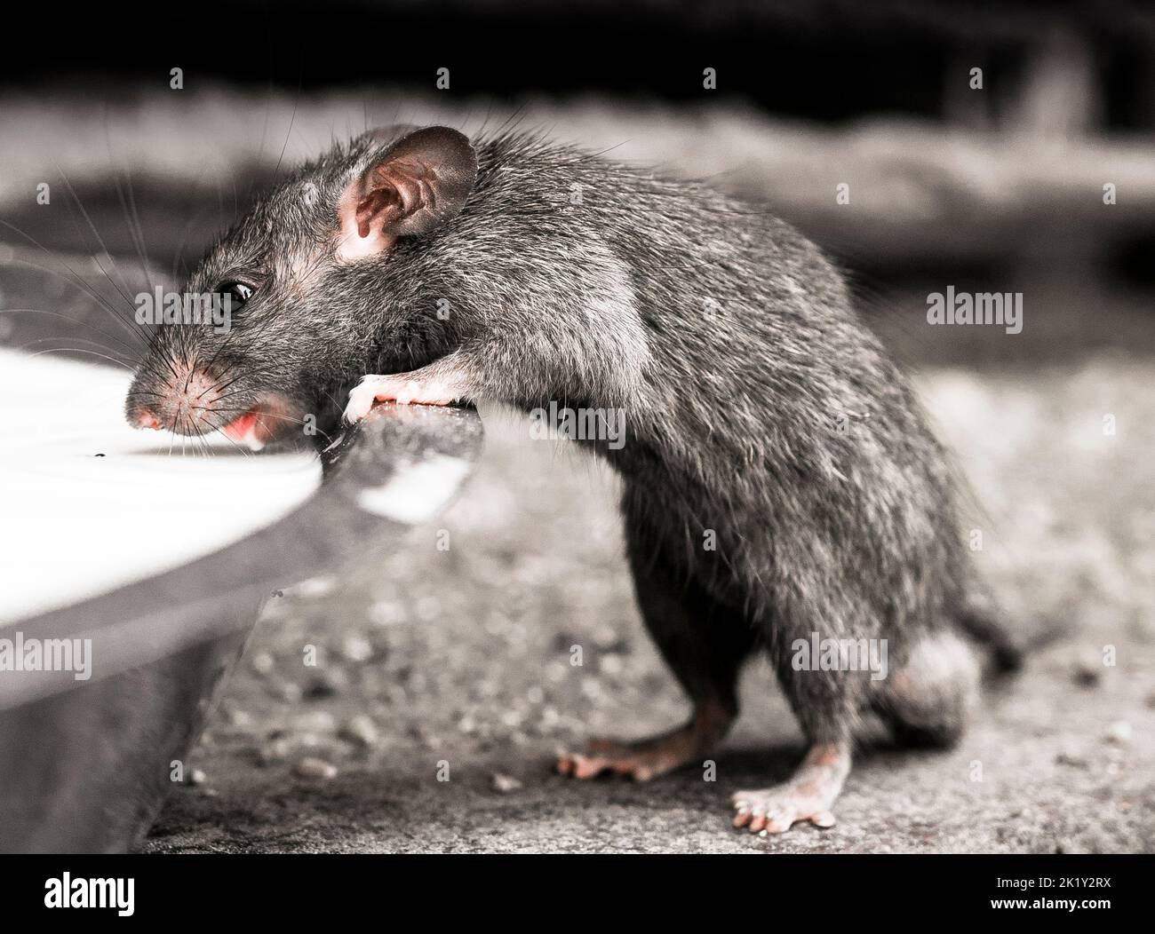 Holy rat (kabba) drinking milk inside Karni Mata Temple, Deshnok ...