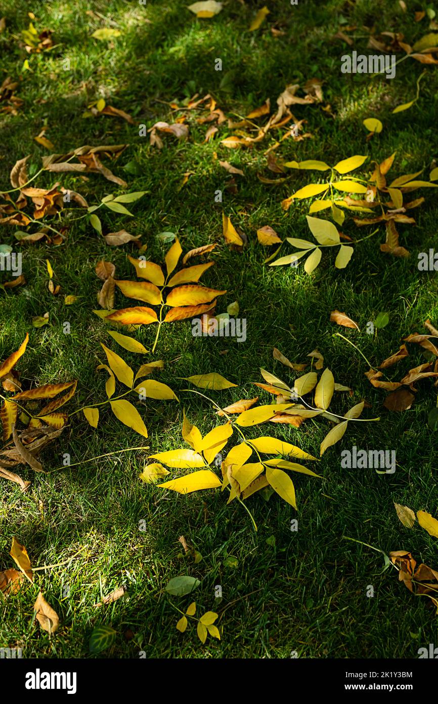 Fall foliage on green grass . First autumn falling leaves Stock Photo ...