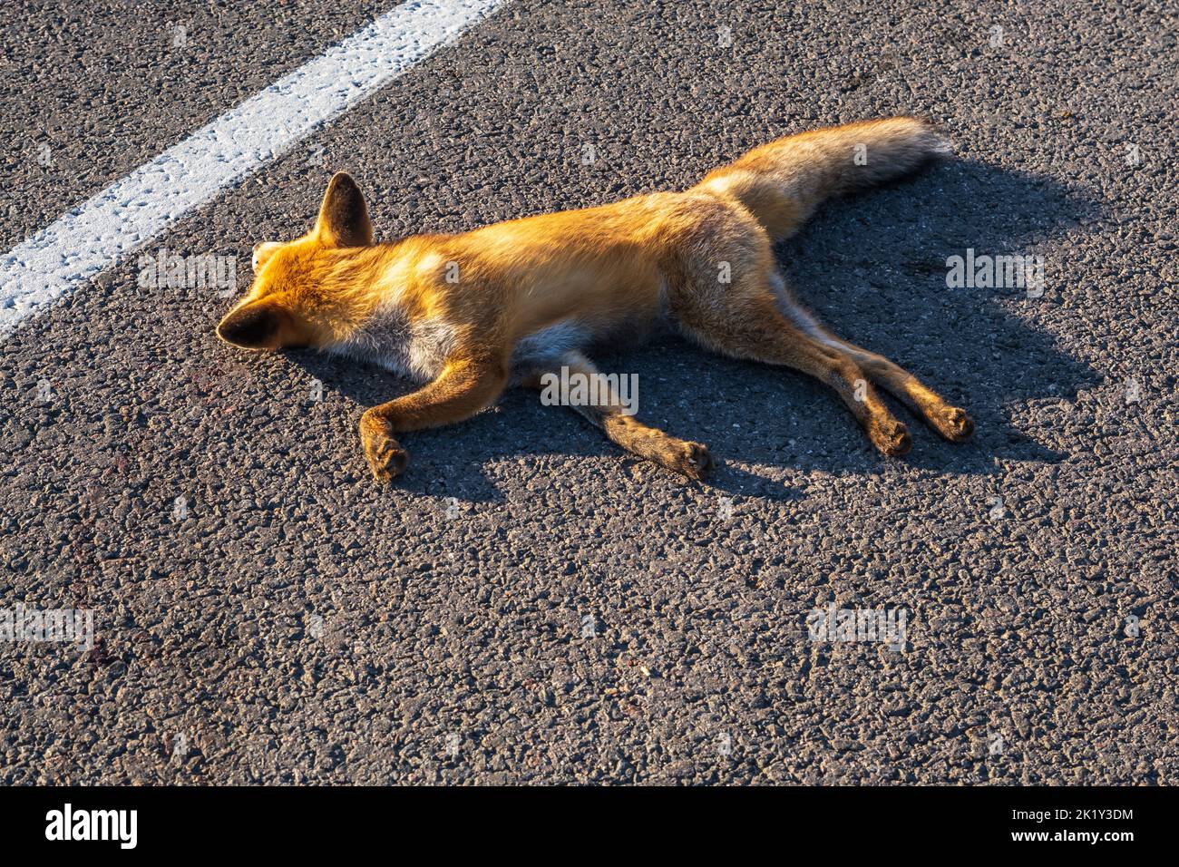 dead red fox on the road. Problem of the absence of obstacles on high ...