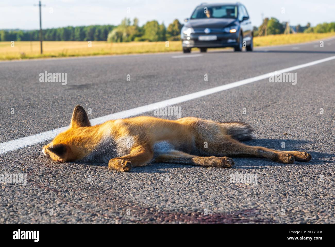 Red fox car collision hi-res stock photography and images - Alamy