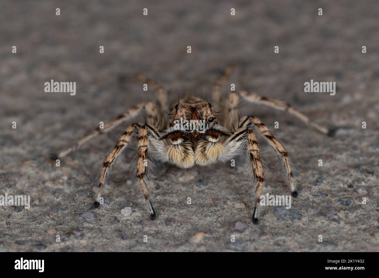 Ground jumping spider hi-res stock photography and images - Alamy