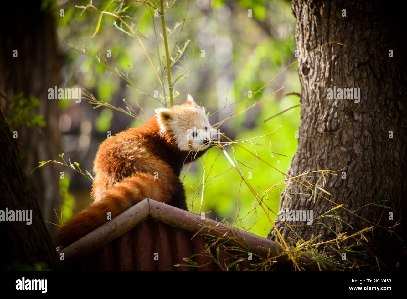 Red panda standing backwards with the head looking right standing on a ...