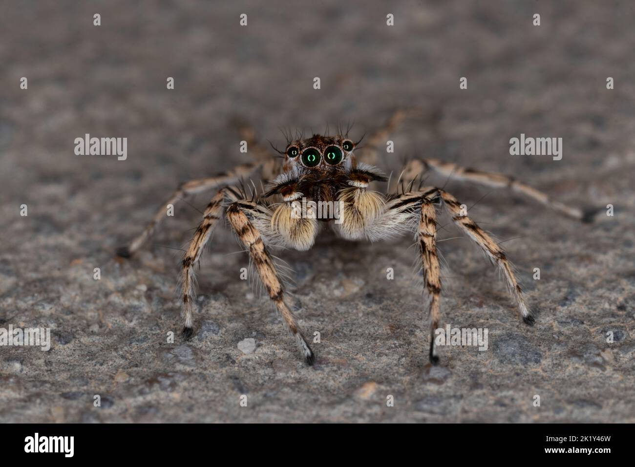 Small jumping spider species hi-res stock photography and images - Alamy
