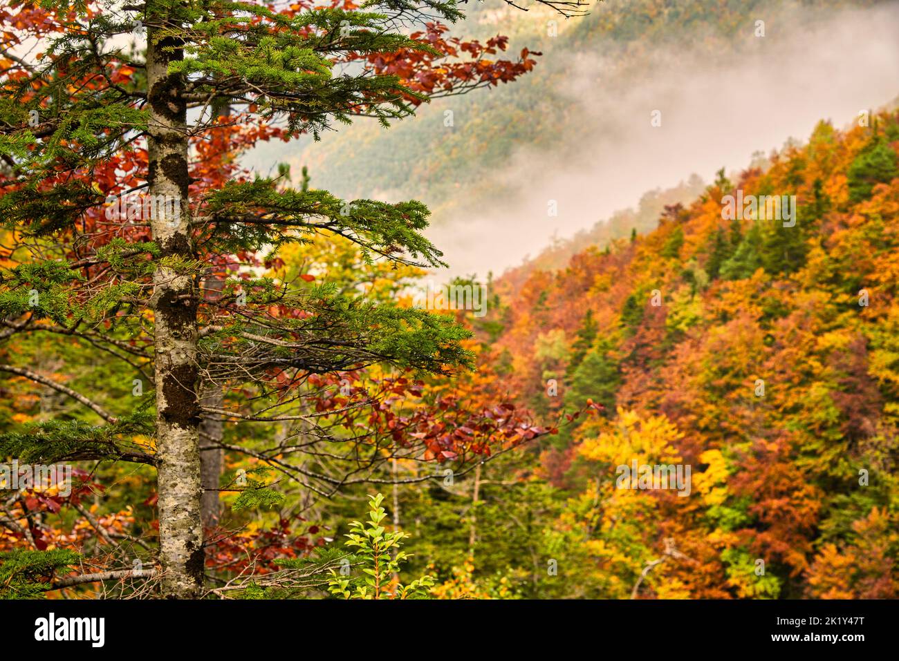 Autumn scene. Front view of a valley full of color with a tree at the ...