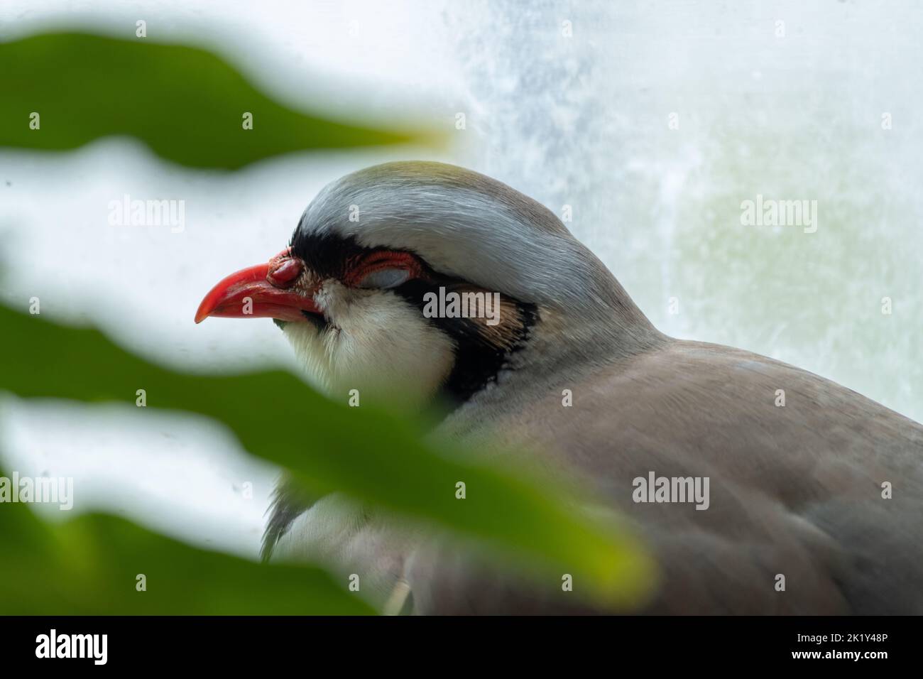 A chuka partridge closes its eyes in frustration, or its just sleepy. A ...