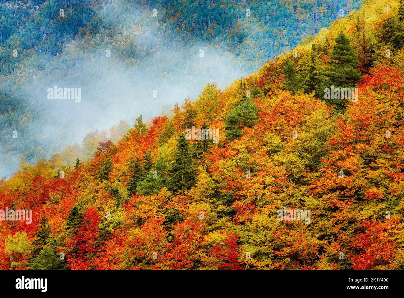 Far diagonal view of colorful trees in autumn with fog Stock Photo - Alamy