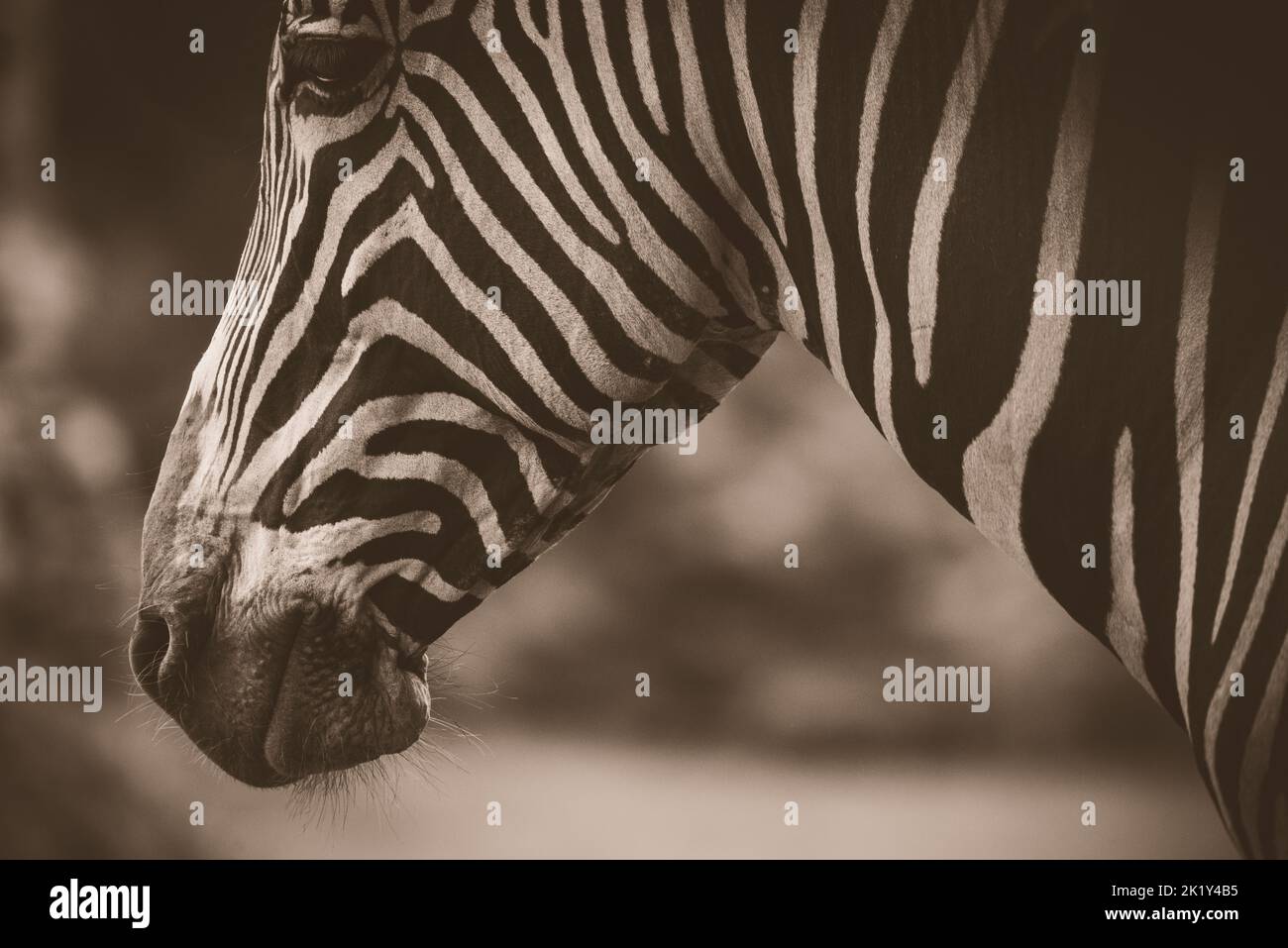 Horizontal shot of a zebra's head in sepia tone Stock Photo - Alamy