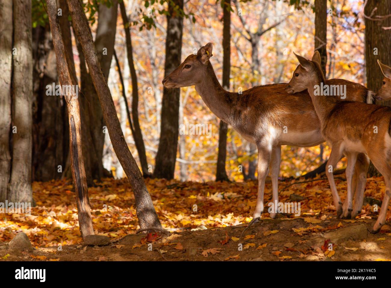 A fallow deer with fawn in an autumn woods,, dead leaves scattered on ...