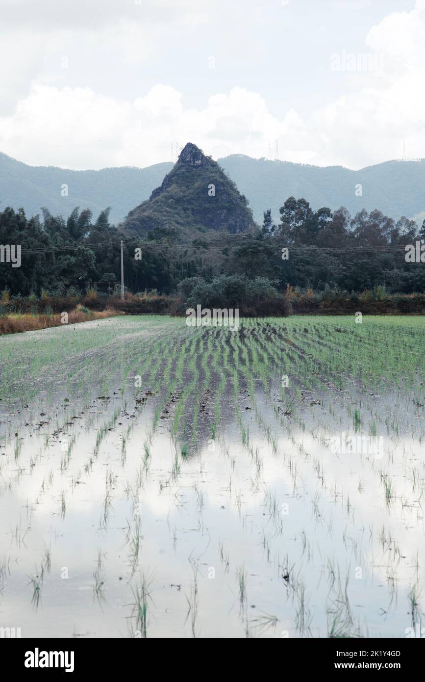 Rice field by hill Stock Photo - Alamy