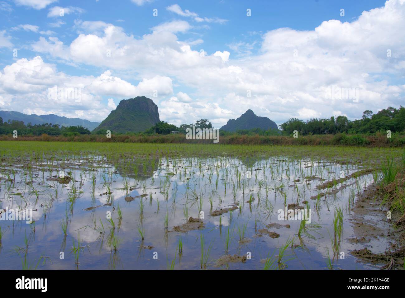 Rice field by hill Stock Photo - Alamy