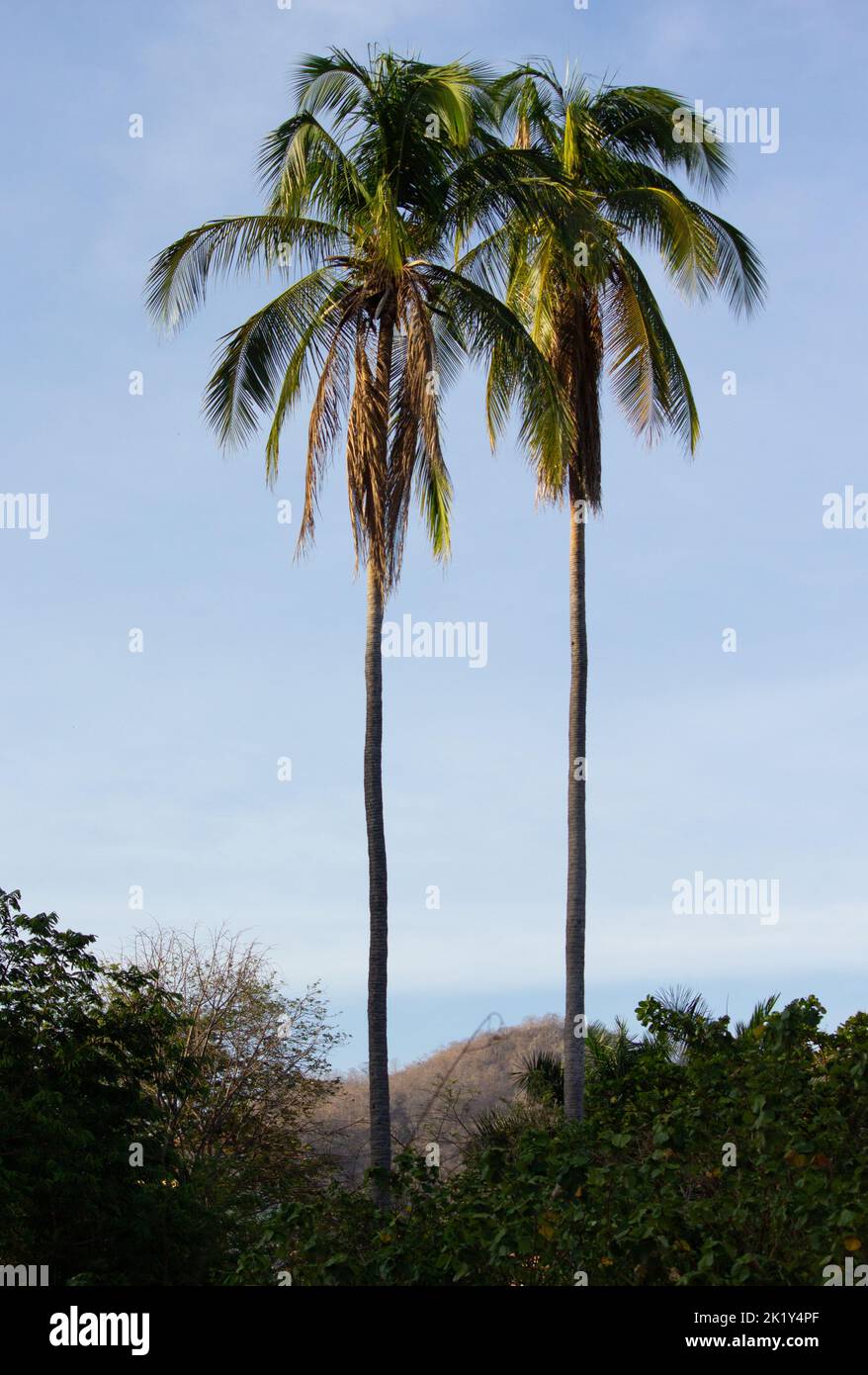 Two palm trees stand tall along the beach with a background of ocean ...