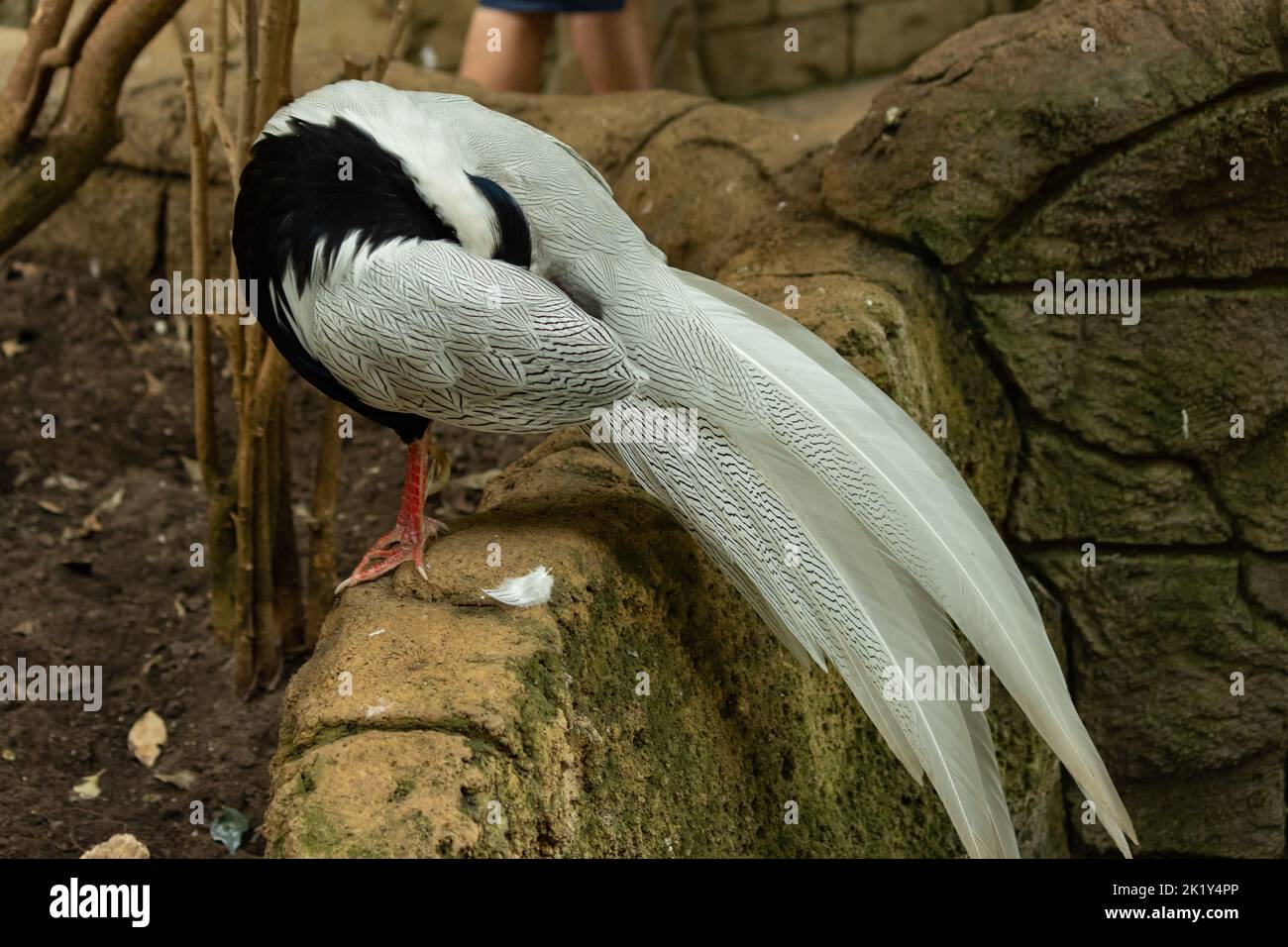 Im so embarrassed hi-res stock photography and images - Alamy