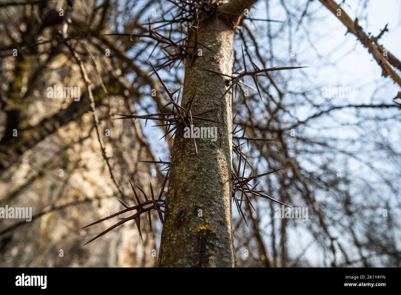 Long brown thorns hi-res stock photography and images - Alamy