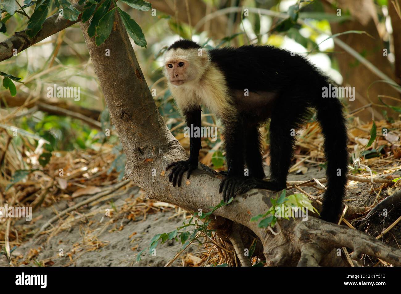 Small monkey hi-res stock photography and images - Alamy