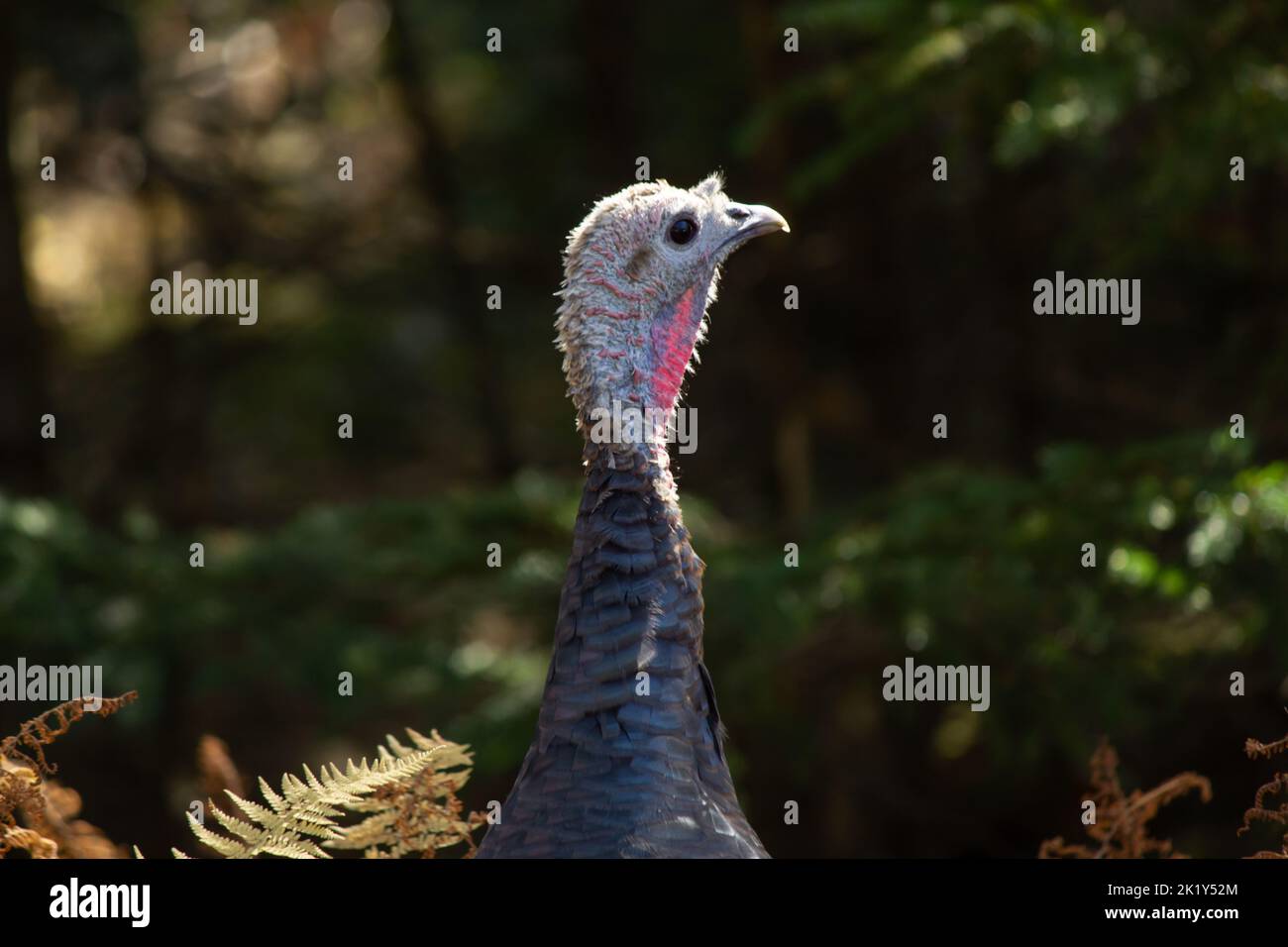 A turkey struts through ferns at the side of a road in early autumn ...