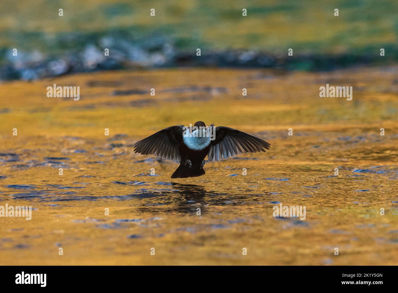 A white-throated dipper in flight over the river Sorgue, Provence ...