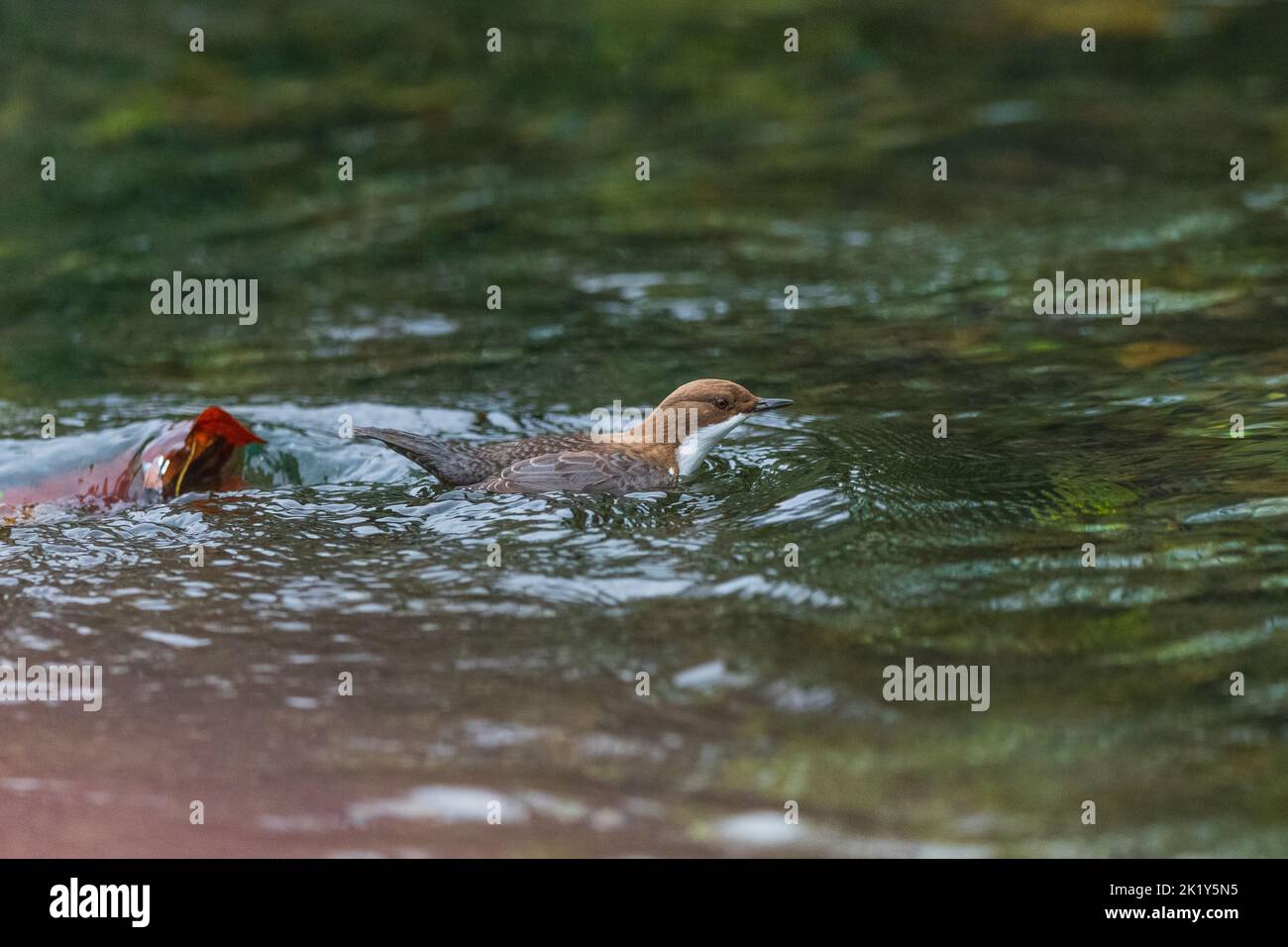 A white-throated dipper foraging in the river Sorgue in Provence ...