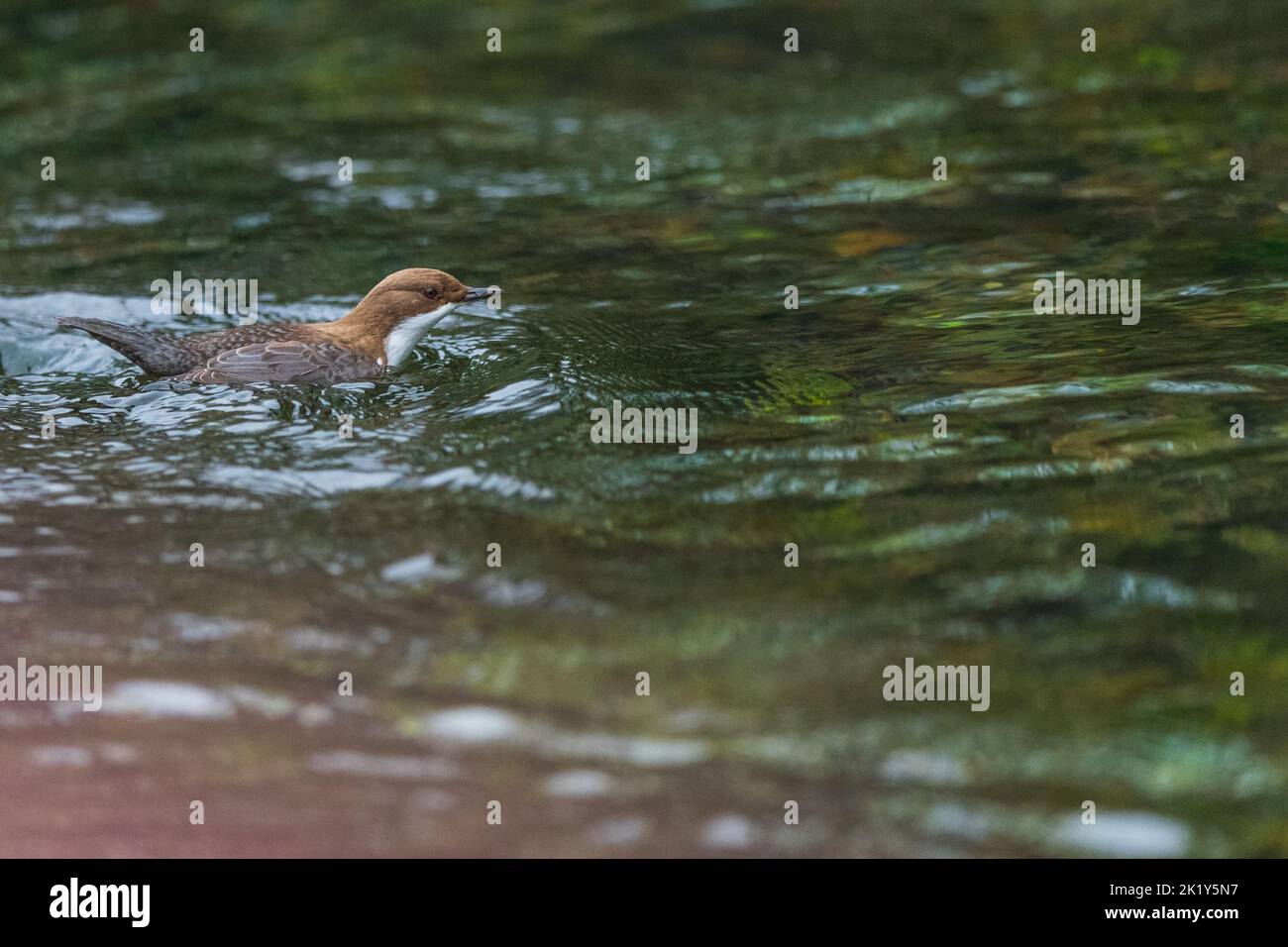 A white-throated dipper foraging in the river Sorgue in Provence ...